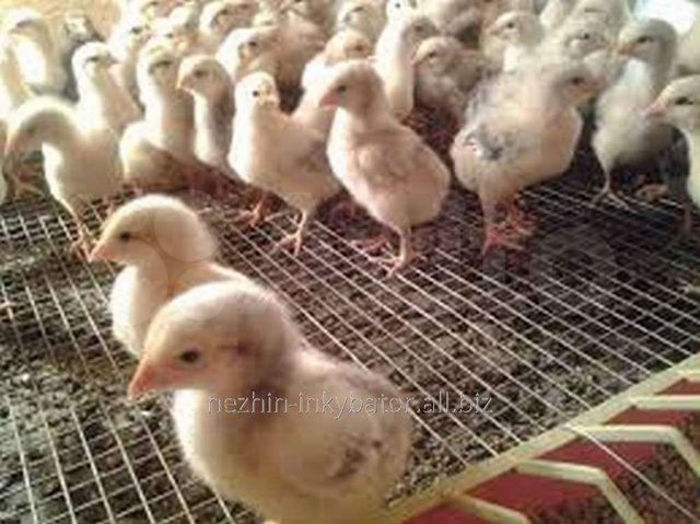 Цыпленок в наличии