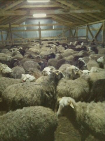 Баран обмен на бычки