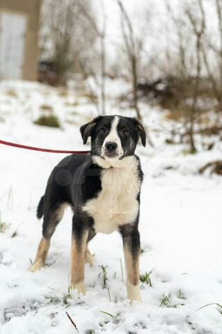 Щенок Бриджит