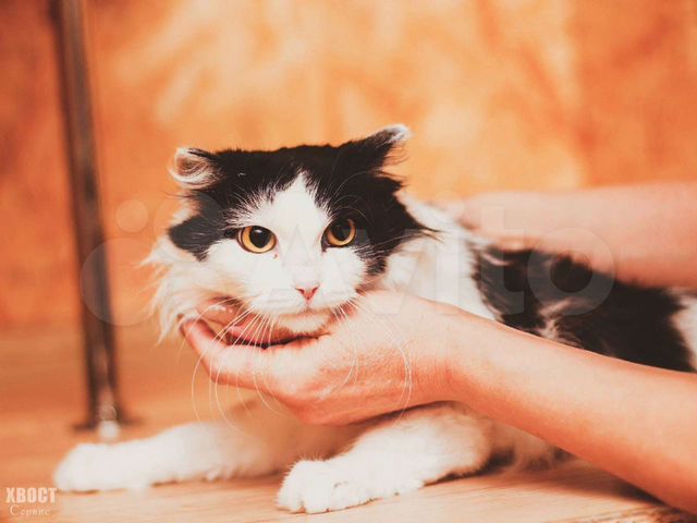 Пушинка Зося, кошка 2 года