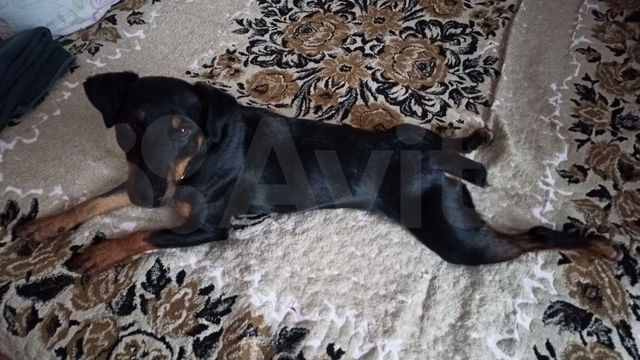 Немецкий Ягтерьер. вязка