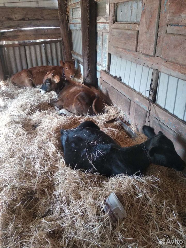 Телята на докорм