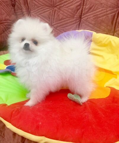 Кукольная девочка, помераночка