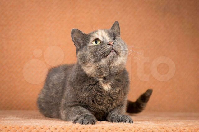 Кошка брошка в дар