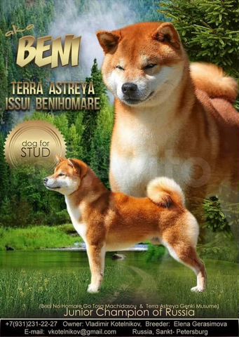 Кабель Сиба Ину для вязок