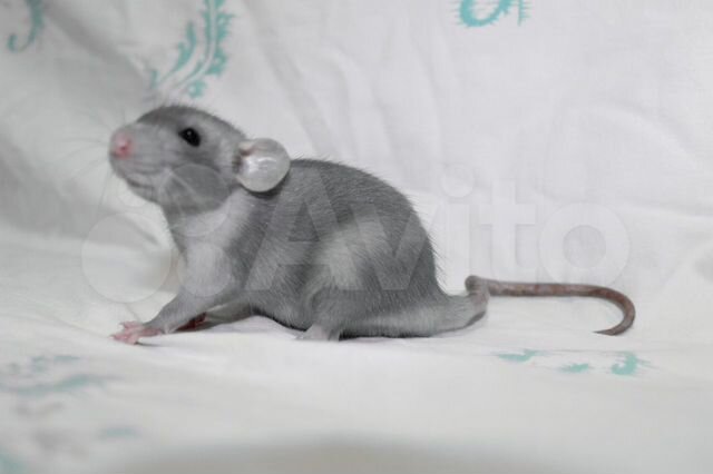 Крысята дамбо стандарт и рекс