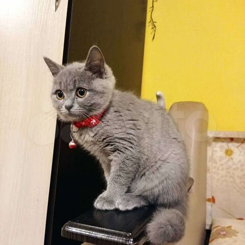 Шотланская кошечка