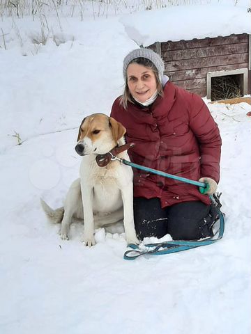 Бигль помесь с гончей