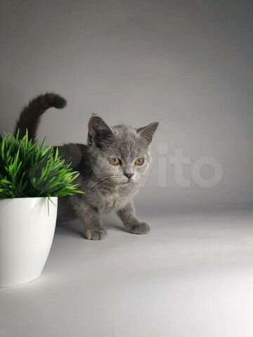 Чистокровная кошечка 5 месяцев