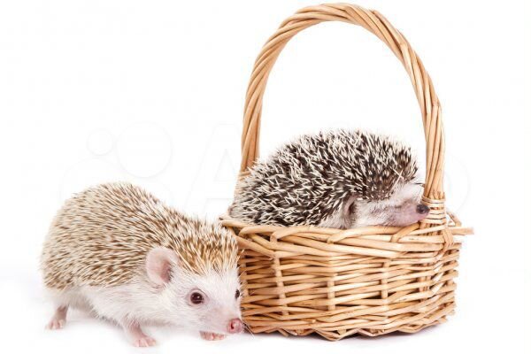 Белки и ежики