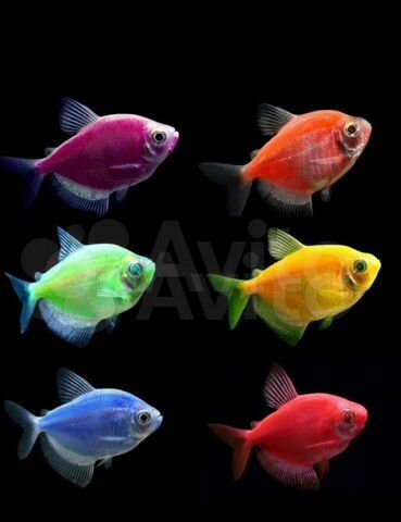 Аквариумные рыбки