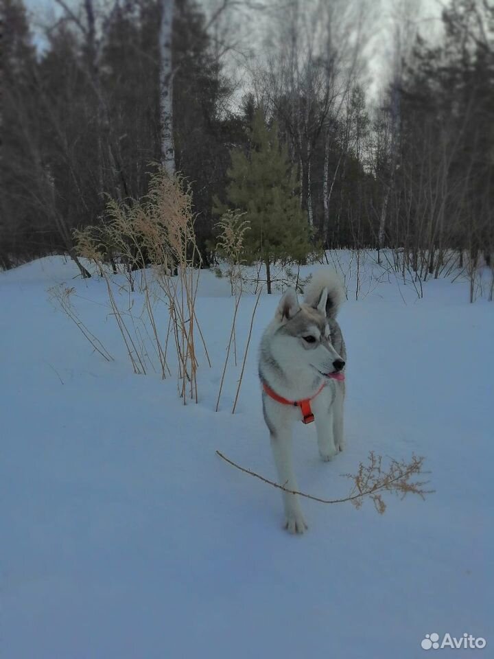 Сибирский хаски