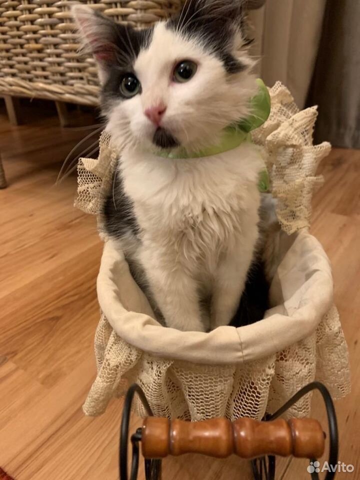 Добрый котеночек ищет дом