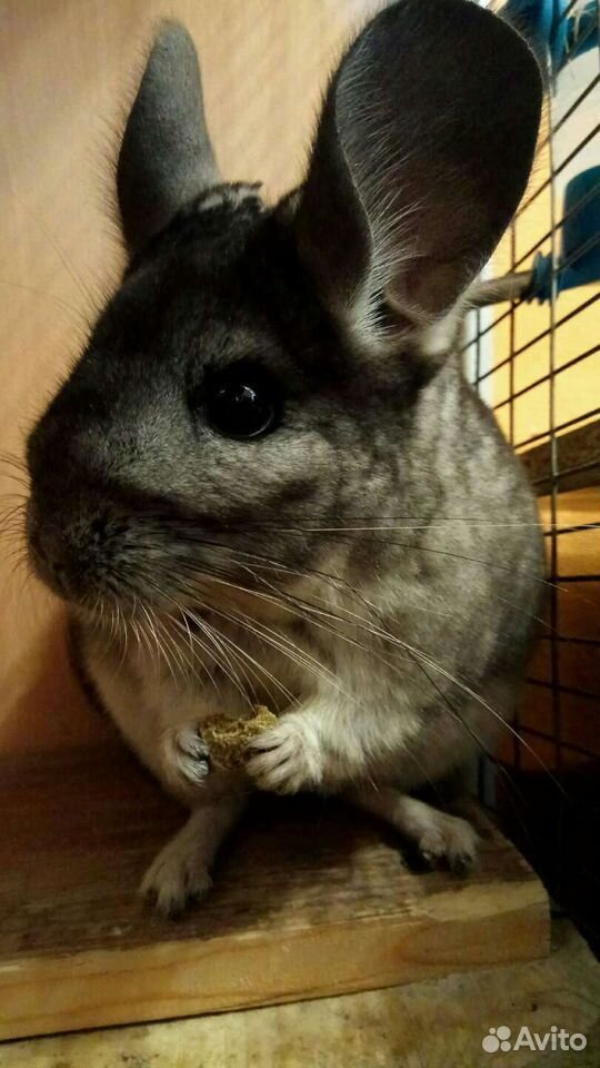 Шиншилла девочка 9 месяцев
