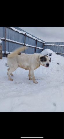 Собака для охраны