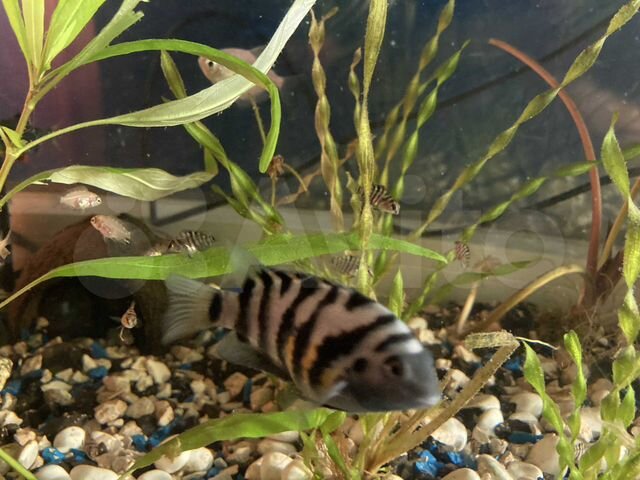 Мальки чернополосой цихлазомы