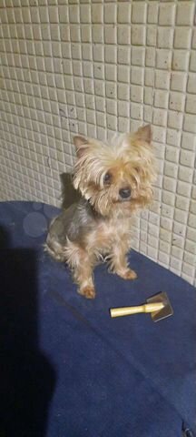 Йоркширский терьер мини беби фейс