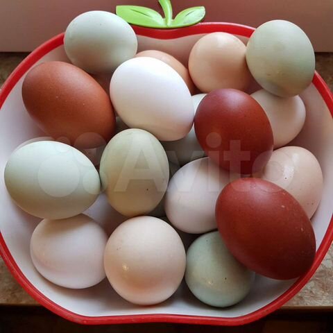 Куриная мозаика из 5 пород