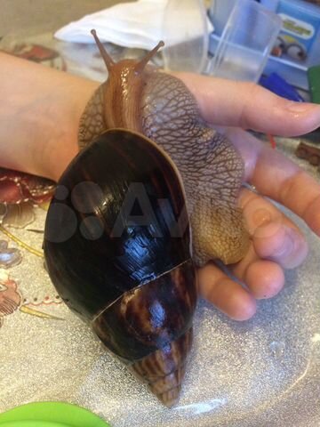 Улитка Ахатина с кладкой