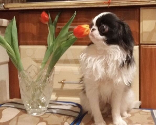 Щенки японский хин, сука