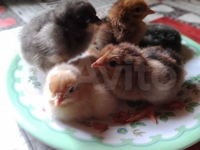 Цыплята домашние