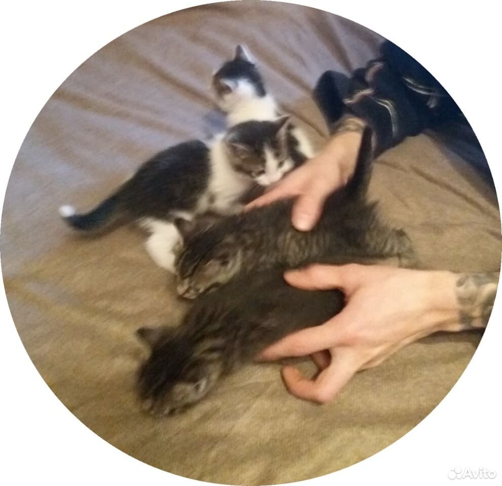 Плюшевые, чудесные котята в хорошие руки