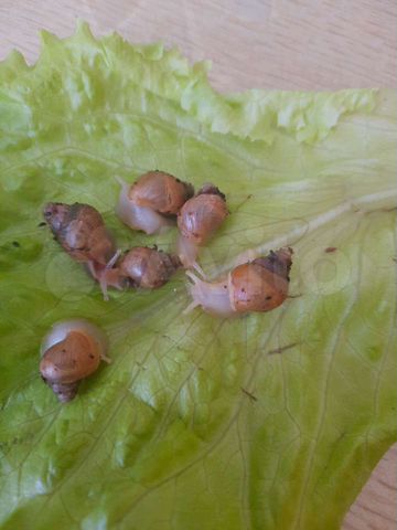 Улитки ахатины