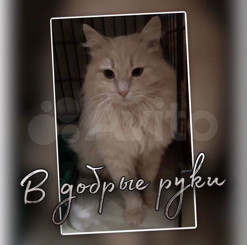 Персик в поисках семьи