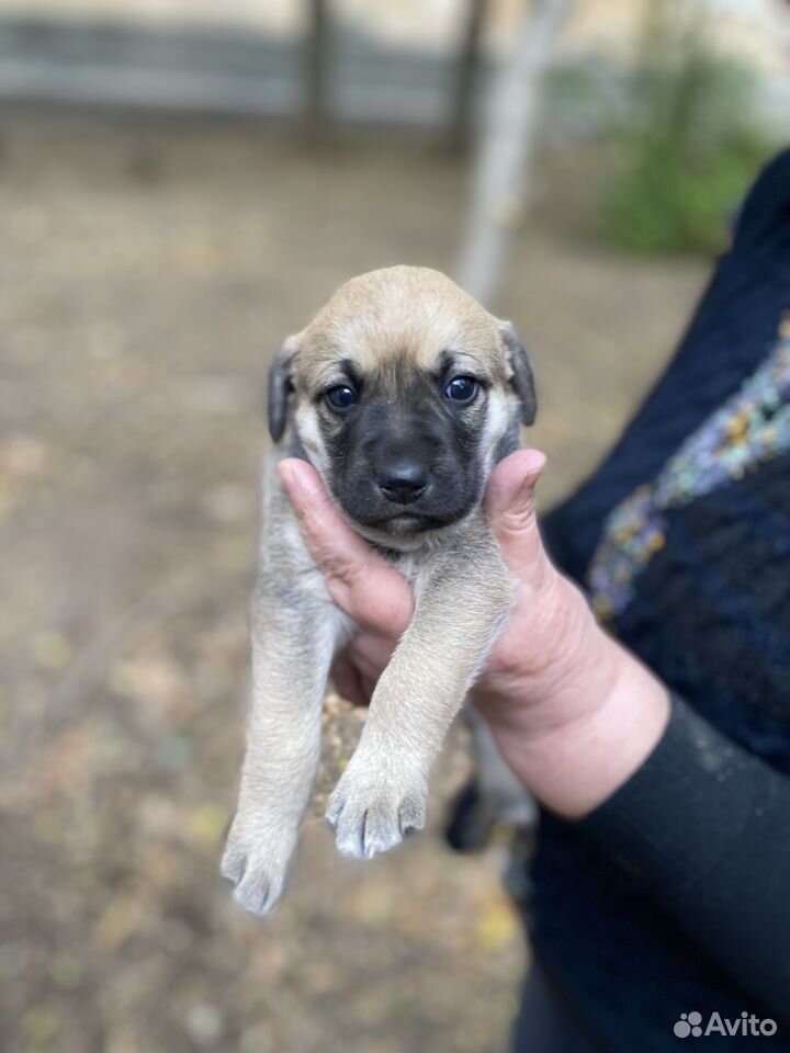 Крошка в добрые ручки
