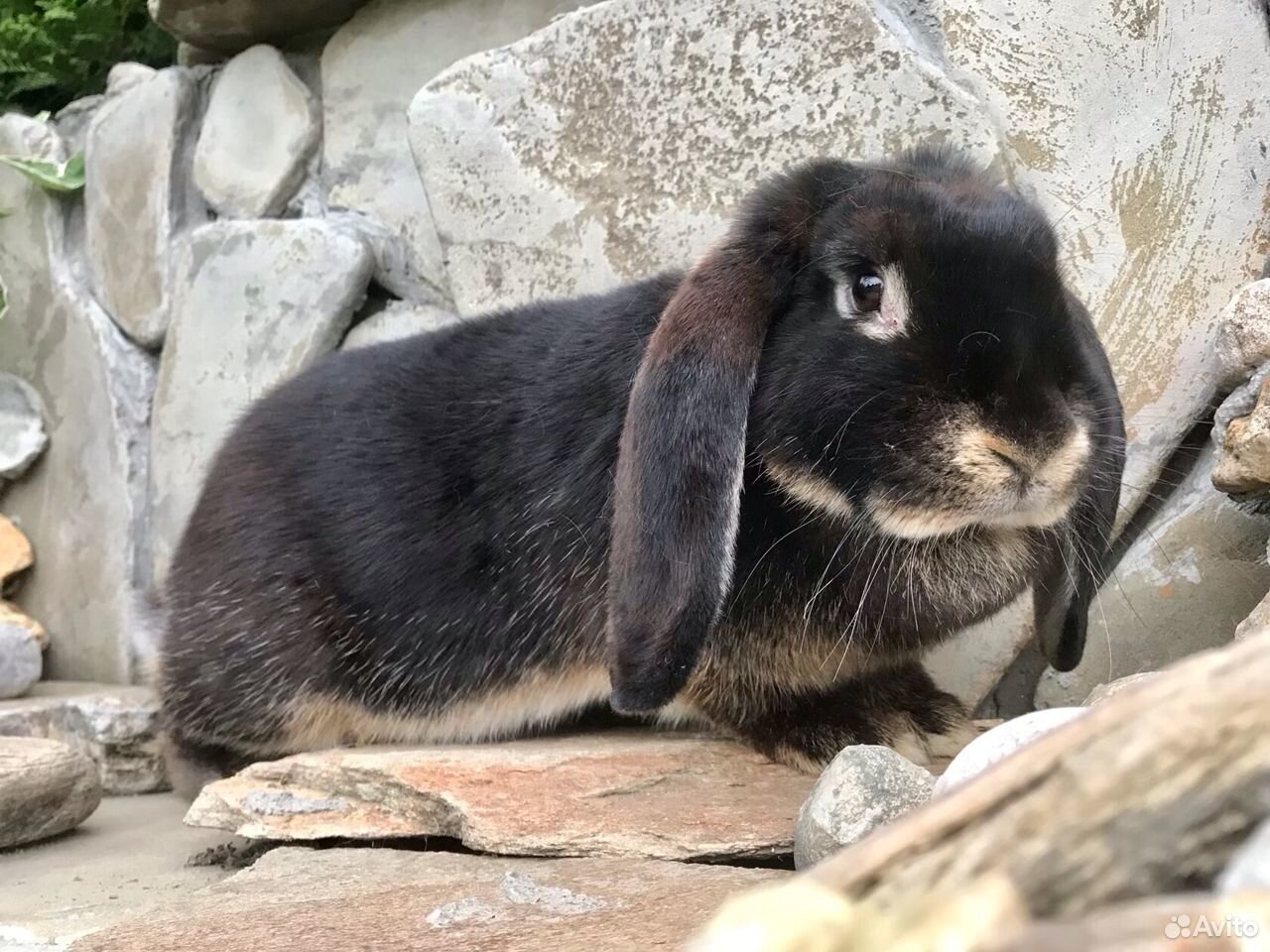 Кролики фр.баран и рекс обмен или продажа
