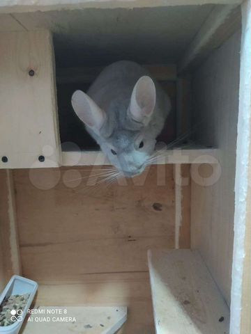 Шиншилла+ клетка