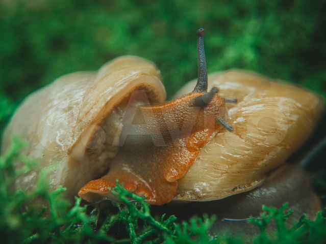 Улитки караколусы сагемон альбино шел (ахатины)