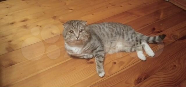 Британские котята