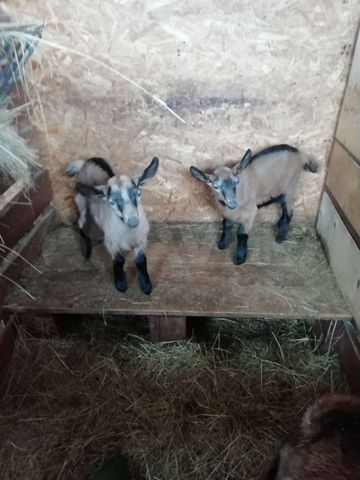 Чешские козлята