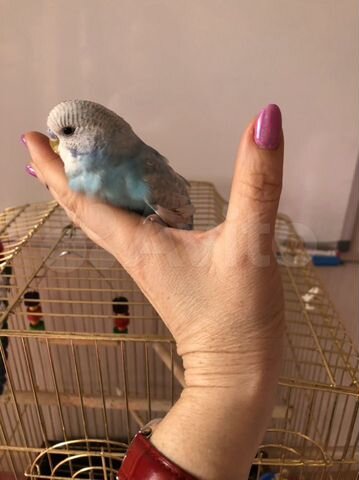 Птенцы волнистый попугай