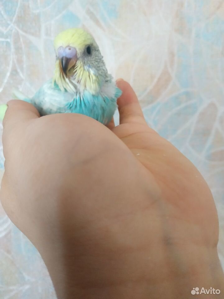 Выставочные Волнистые попугаи Чехи птенцы