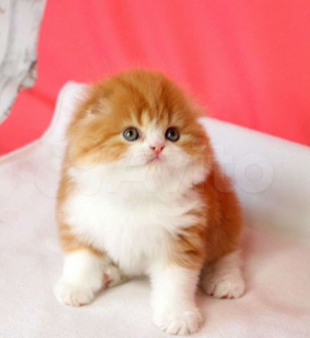 Породистый, вислоухий котик Nikas